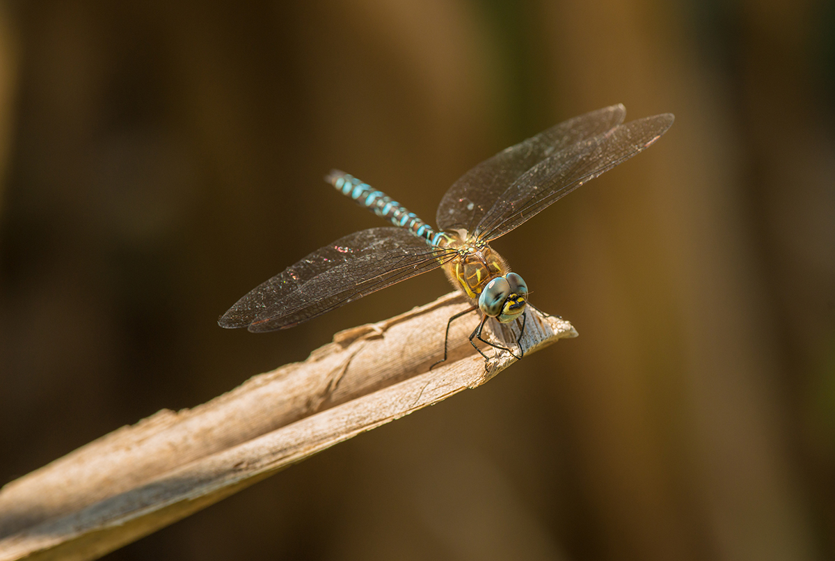 The Dragonfly Story - Lake Minnetonka Magazine